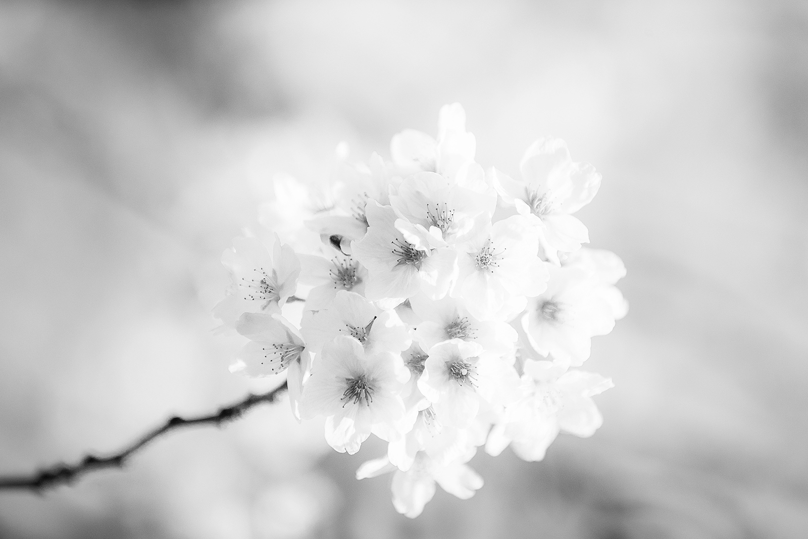 SPRING IS PASSING BY~~ > Korea | BrotherCho.com